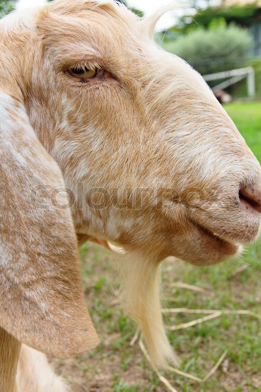 Close up image of goat face | Stock image | Colourbox