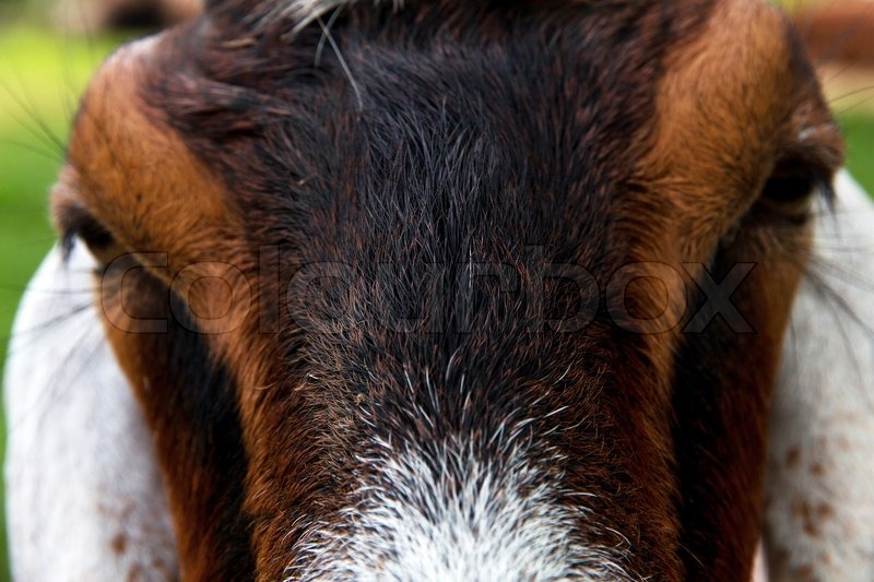Close up image of goat face | Stock image | Colourbox