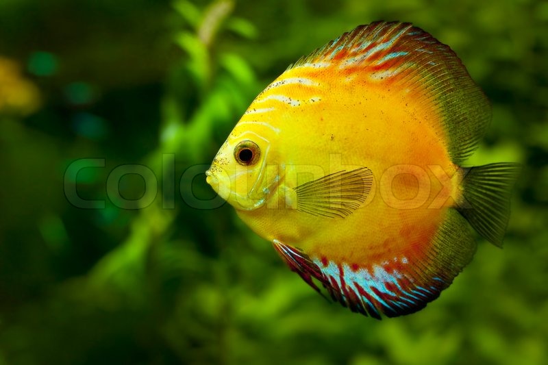 Yellow Discus Fish