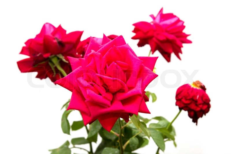 Single beautiful red rose isolated on ... | Stock image | Colourbox