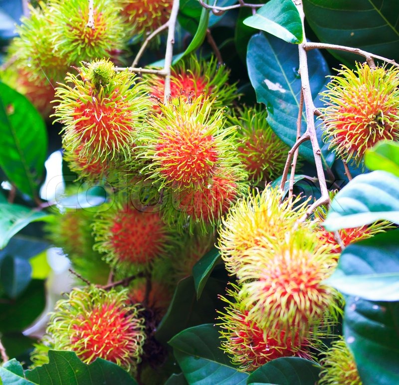 Fresh rambutan from orchard on the ... | Stock Photo | Colourbox