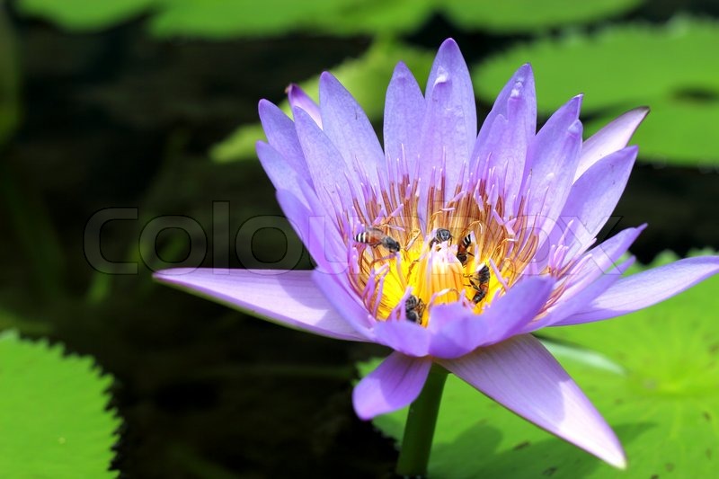 Purple lotus has bee in the lotus. | Stock image | Colourbox