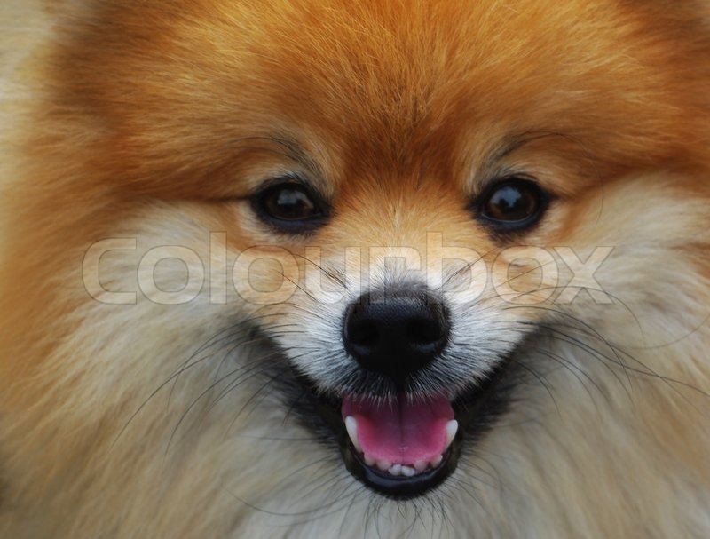 Der Spitz-Hund | Stock Bild | Colourbox