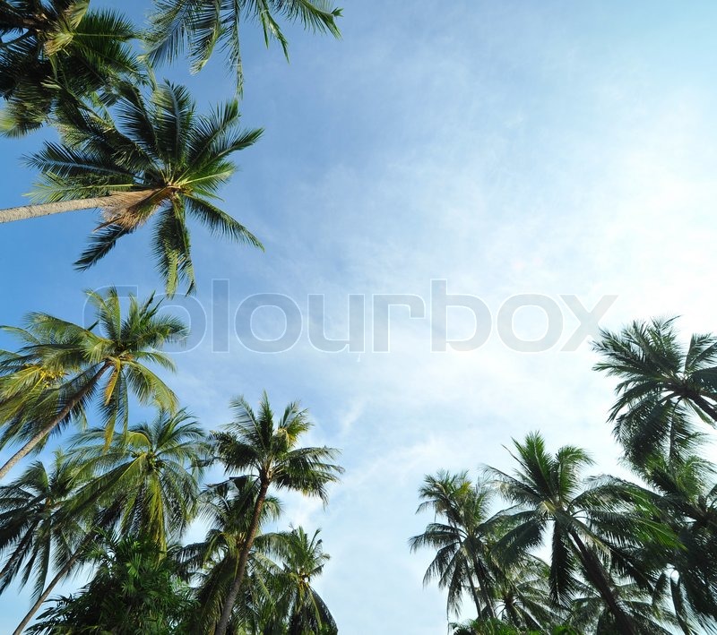 Palme gegen blauen Himmel | Stock Bild | Colourbox