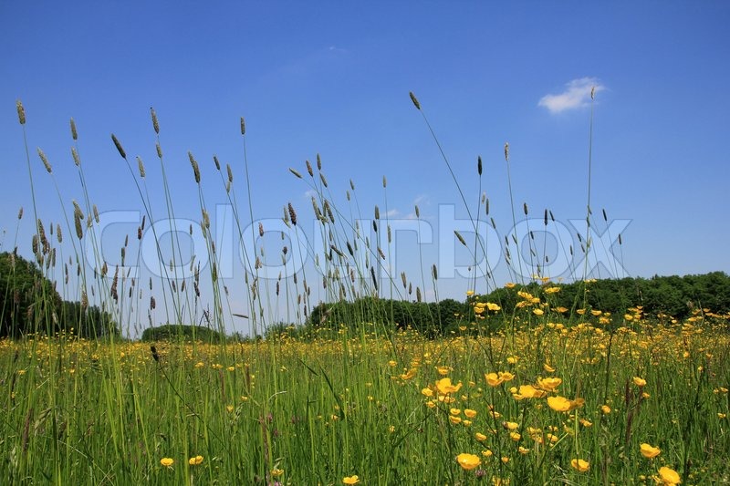 Landscape, a field with long grass and ... | Stock image | Colourbox
