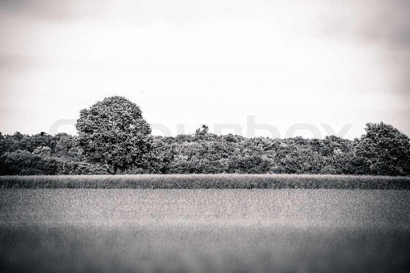 Countryside landscape with field and ... | Stock image | Colourbox