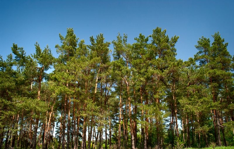 Nadelwald | Stock Bild | Colourbox
