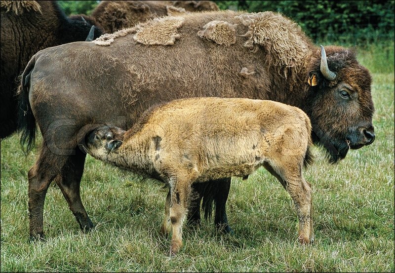 Bison okse med sin kalv på en mark ved ... | Stock foto | Colourbox