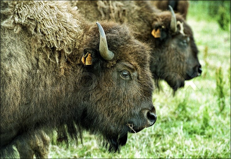 Bison okse på en mark ved Morud ... | Stock foto | Colourbox