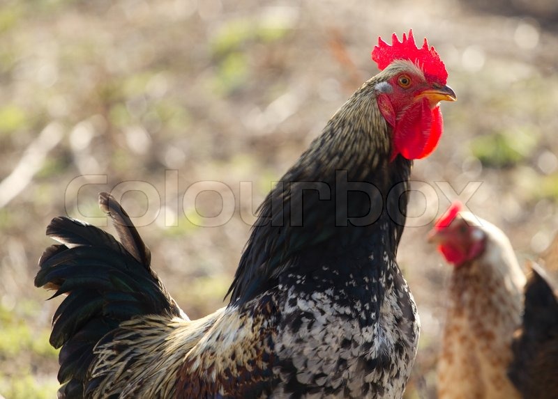 Portrait Hahn | Stock Bild | Colourbox