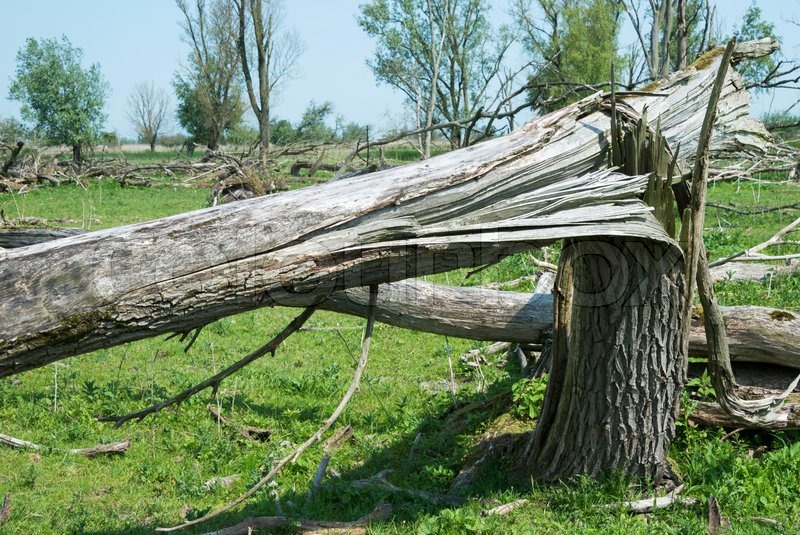 Forest with dead and fallen trees after ... | Stock image | Colourbox