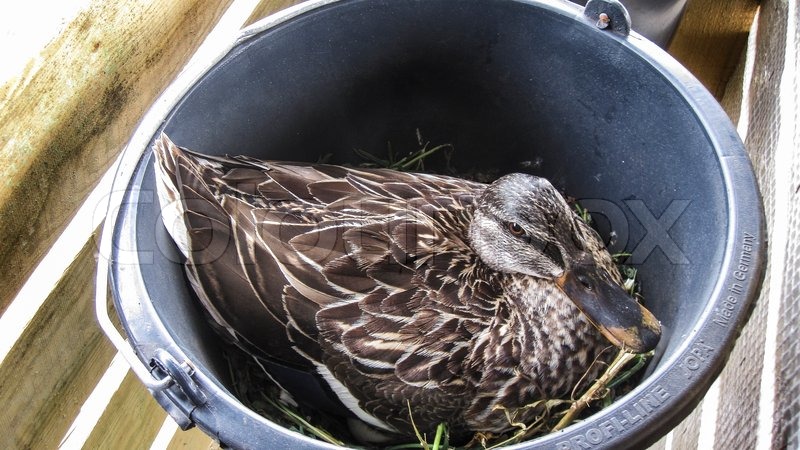 Duck nesting in a bucket | Stock image | Colourbox