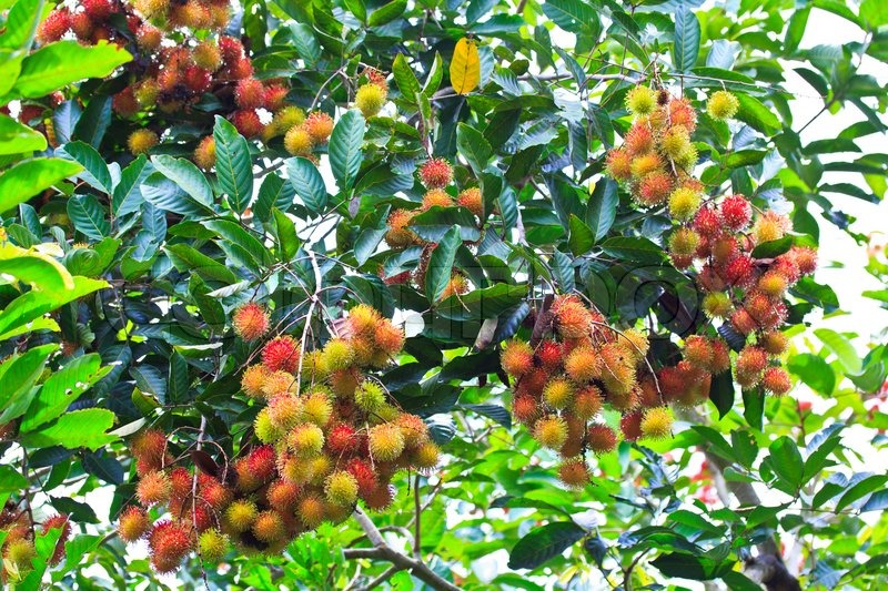 Rambutan Orchards