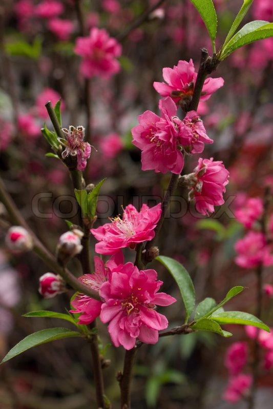 Cherry blossoms for chinese new year | Stock image | Colourbox