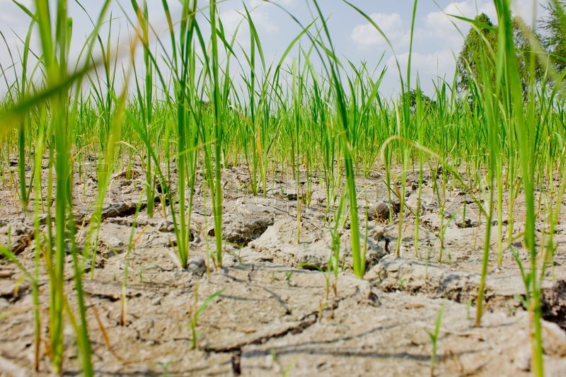 Cracked dried land of rice field | Stock image | Colourbox