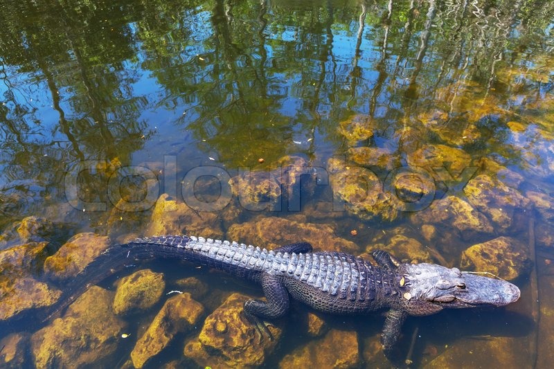 Alligator in Florida | Stock image | Colourbox