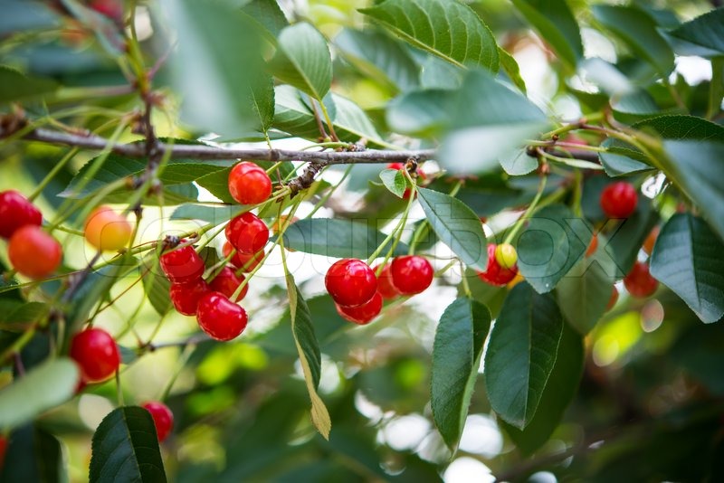 Cherries growing on tree | Stock image | Colourbox