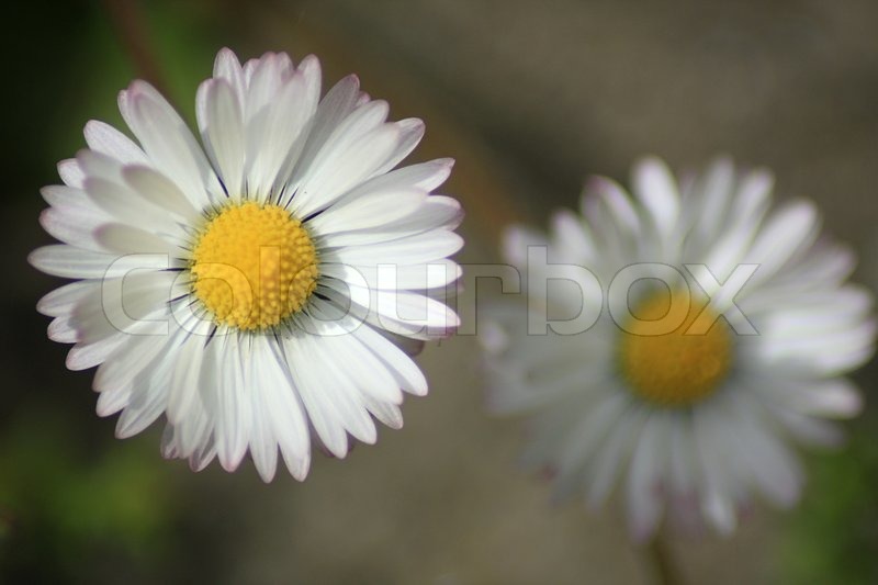 Two daisies. | Stock image | Colourbox
