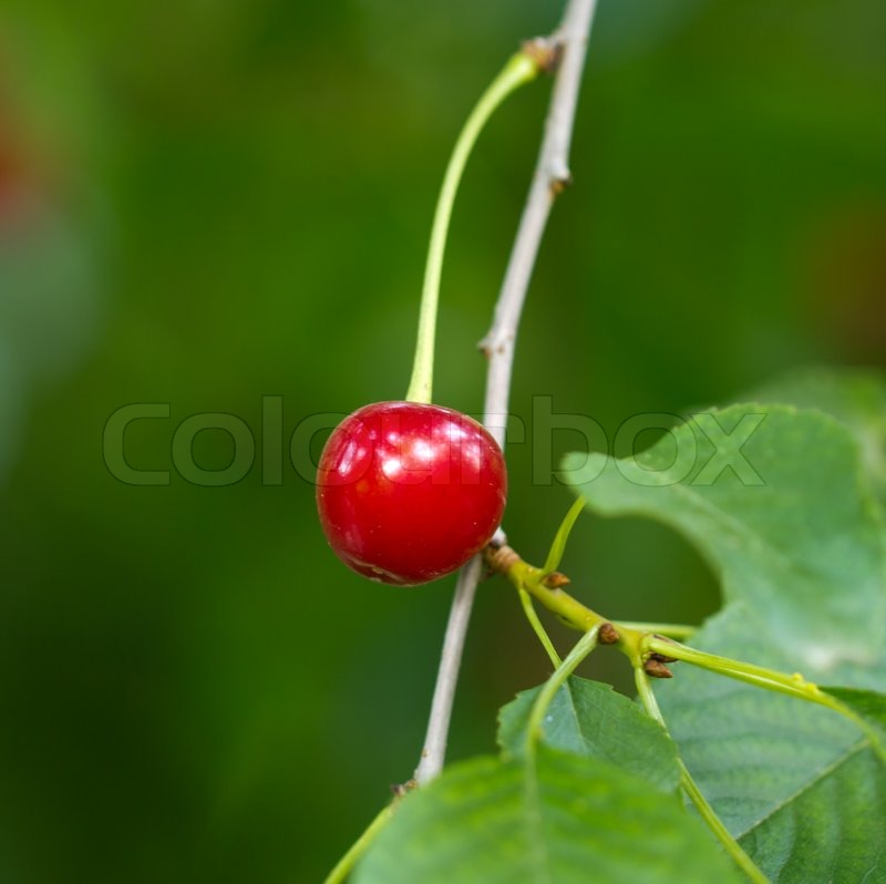 Red reife Kirsche auf die Natur | Stock Bild | Colourbox
