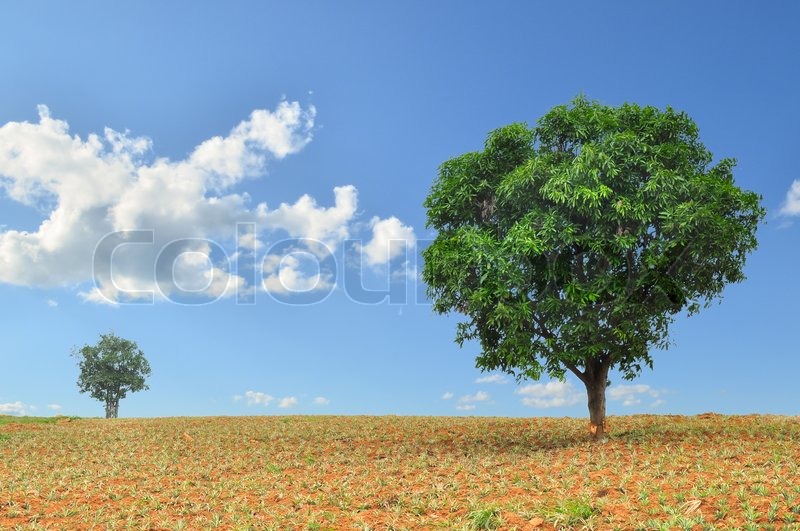 Big and small trees in the field with ... | Stock image | Colourbox