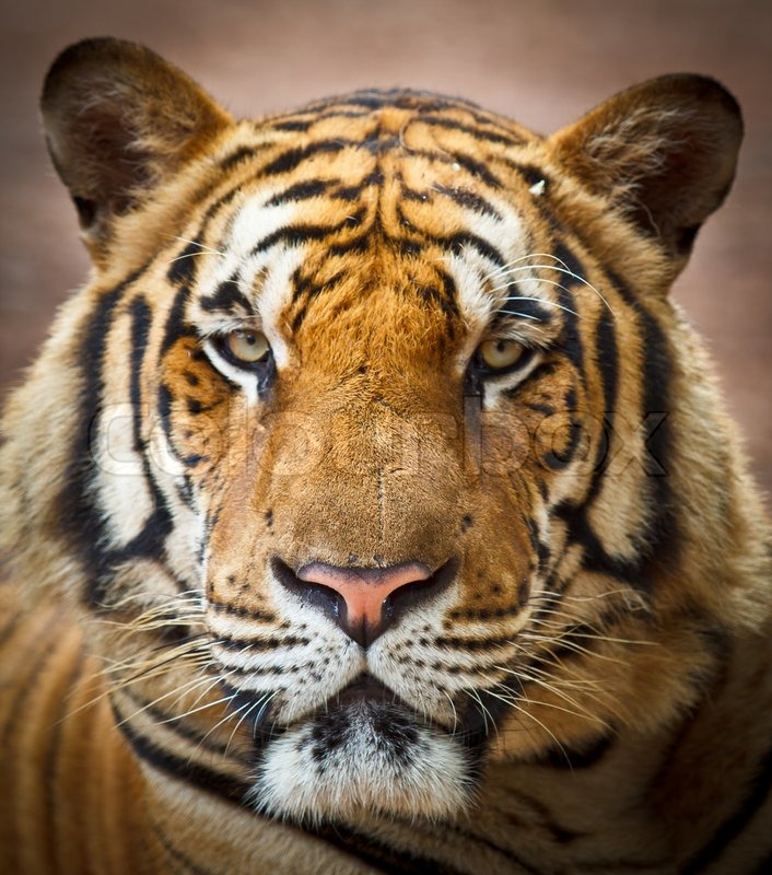 Tiger | Stock Bild | Colourbox