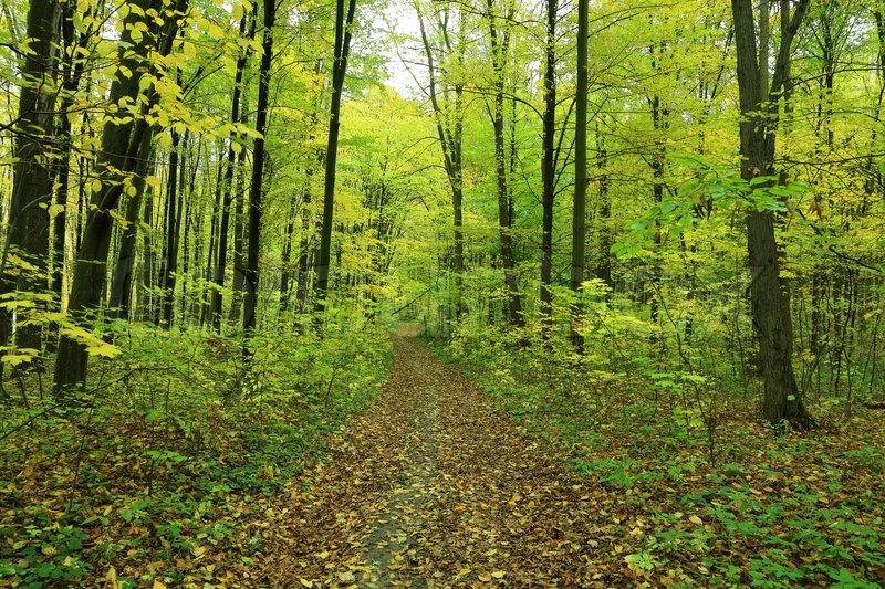 Pfad ist im Herbst Wald | Stock Bild | Colourbox