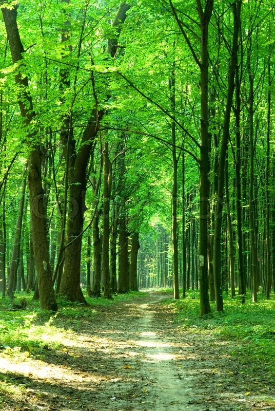 Wald | Stock Bild | Colourbox