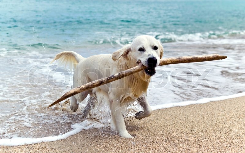 Labrador retriever playing on the beach | Stock image | Colourbox