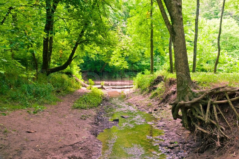 Tree near water stream in green forest. | Stock image | Colourbox