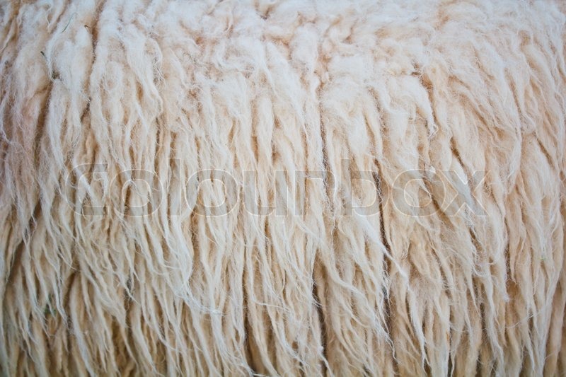 Close up sheepskin texture background | Stock image | Colourbox