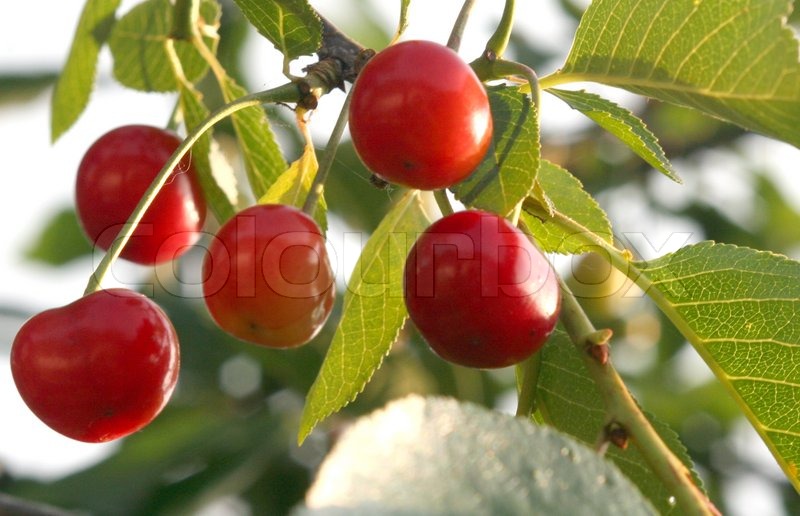 Kirschen | Stock Bild | Colourbox