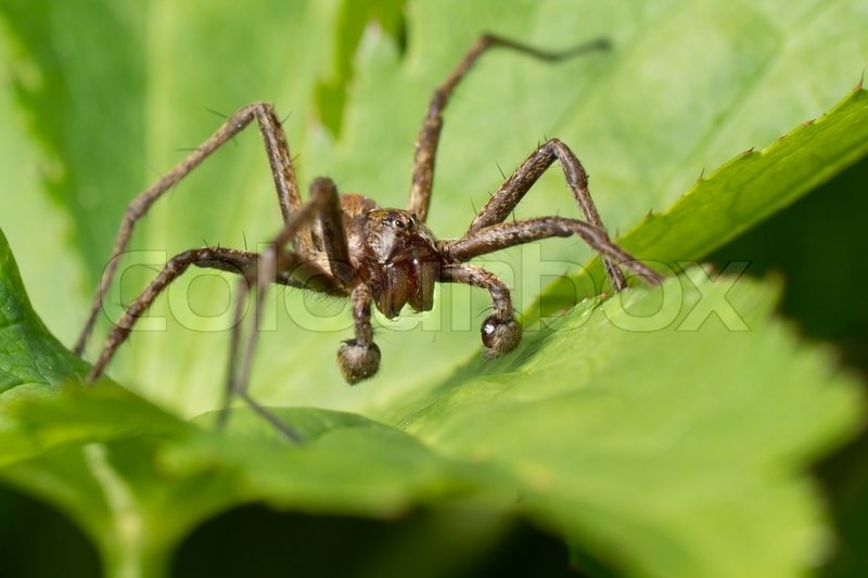 Jagtedderkop set forfra | Stock foto | Colourbox