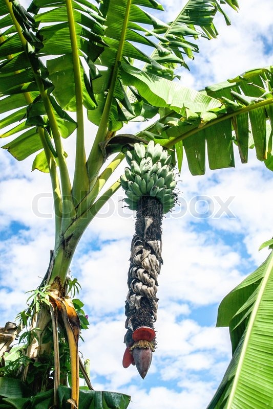 Single Plantain Tree