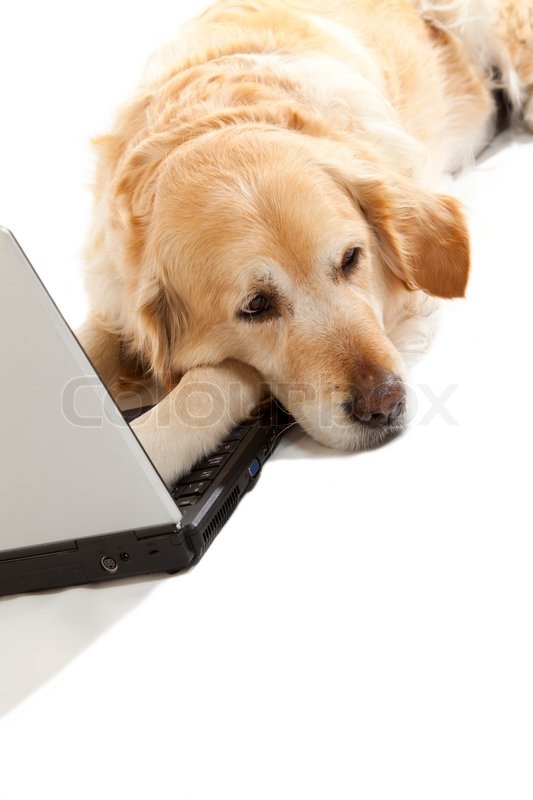 Hund mit einem Laptop | Stock Bild | Colourbox
