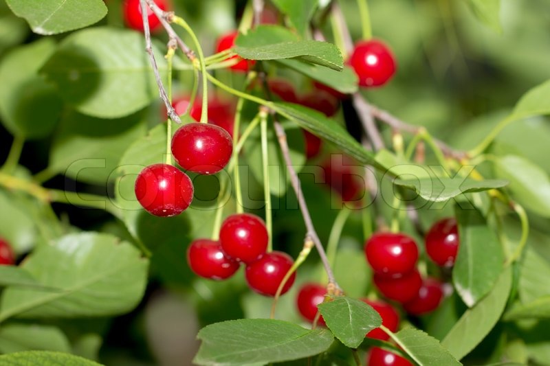 Red reife Kirsche auf die Natur | Stock Bild | Colourbox