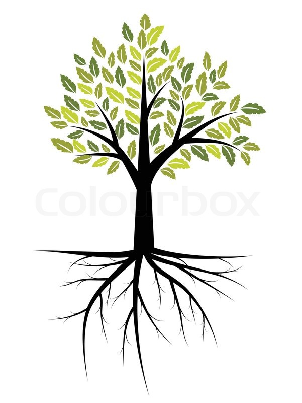 Baum Illustration | Stock-Vektor | Colourbox
