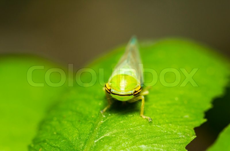 Insekten | Stock Bild | Colourbox