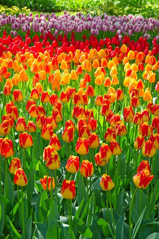 Tulpen | Stock Bild | Colourbox