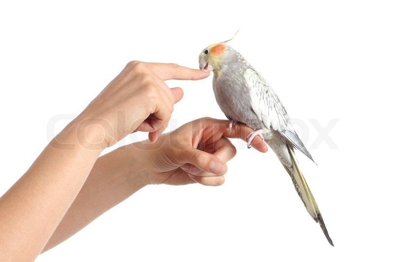 Woman hand holding a cockatiel bird ... | Stock image | Colourbox