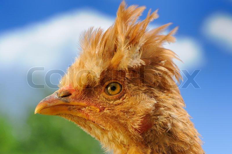A side view of a young red chicken with ... | Stock image | Colourbox