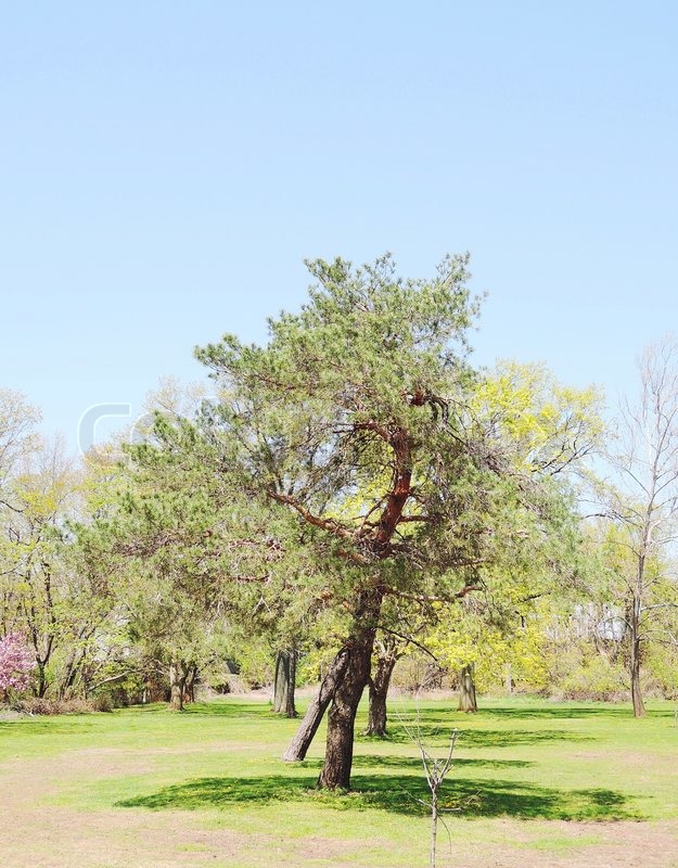 Pine tree in summer | Stock image | Colourbox