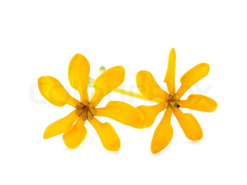 Fragrant Yellow Flowers