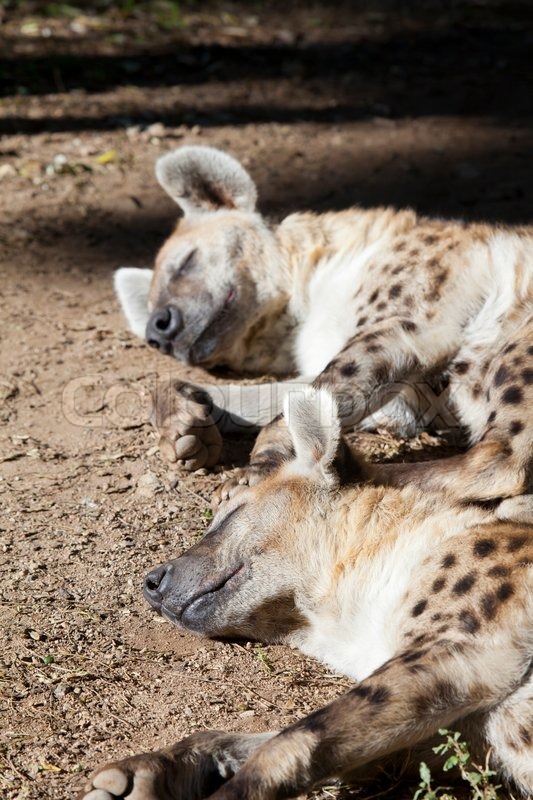 Hyæner | Stock foto | Colourbox