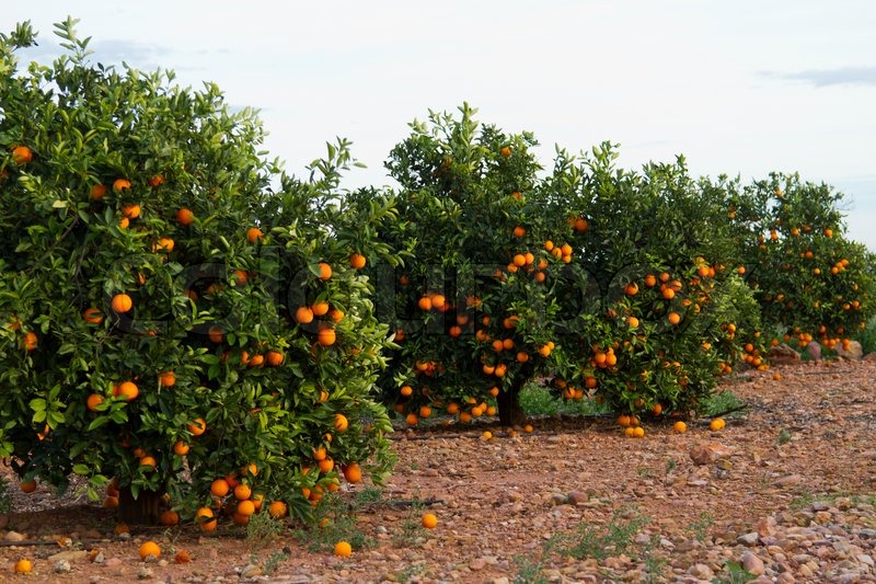 Orange orchards in Valencia, Spain | Stock image | Colourbox