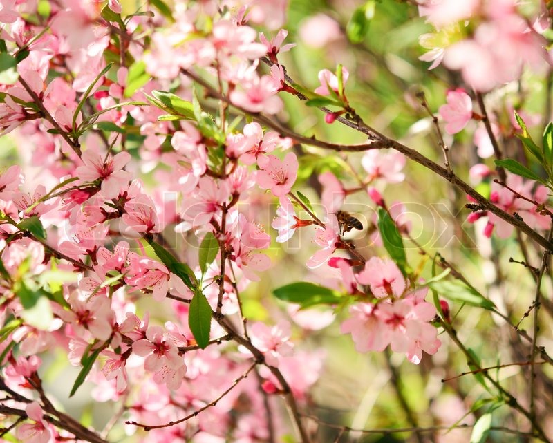 Spring sakura | Stock Photo | Colourbox