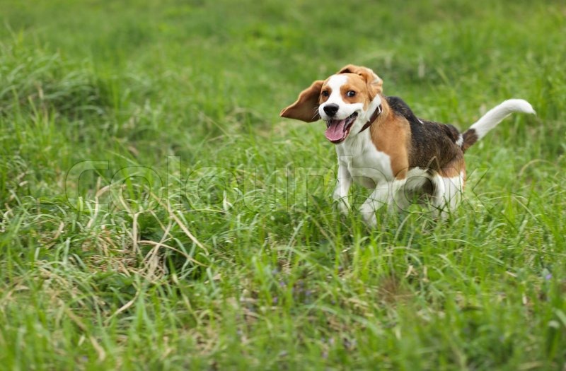 The barking puppy of the hound on ... | Stock image | Colourbox
