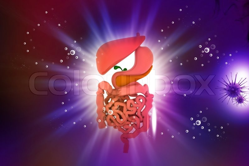 Human digestive system | Stock image | Colourbox
