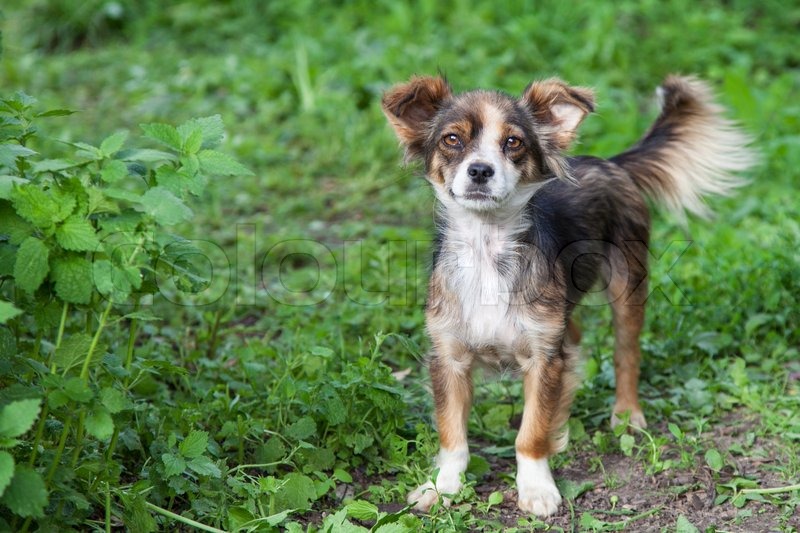 Mongrel dog looking at the camera ... | Stock image | Colourbox