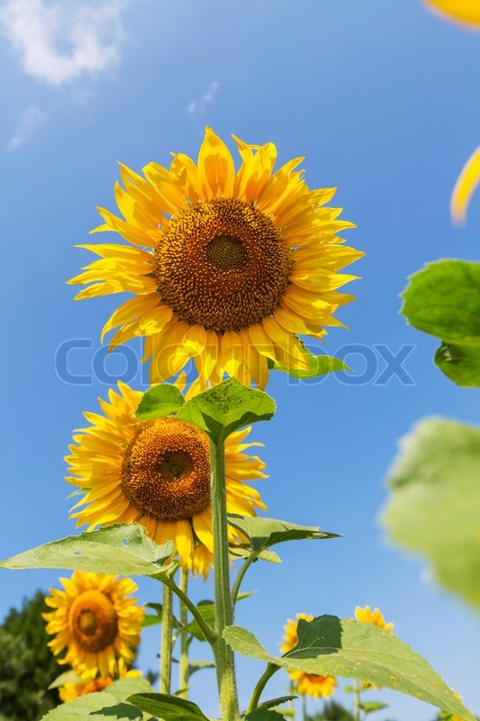 Sonnenblume | Stock Bild | Colourbox