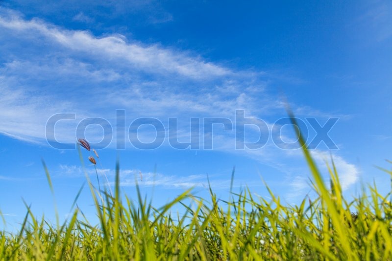 Sommerlandschaft | Stock Bild | Colourbox